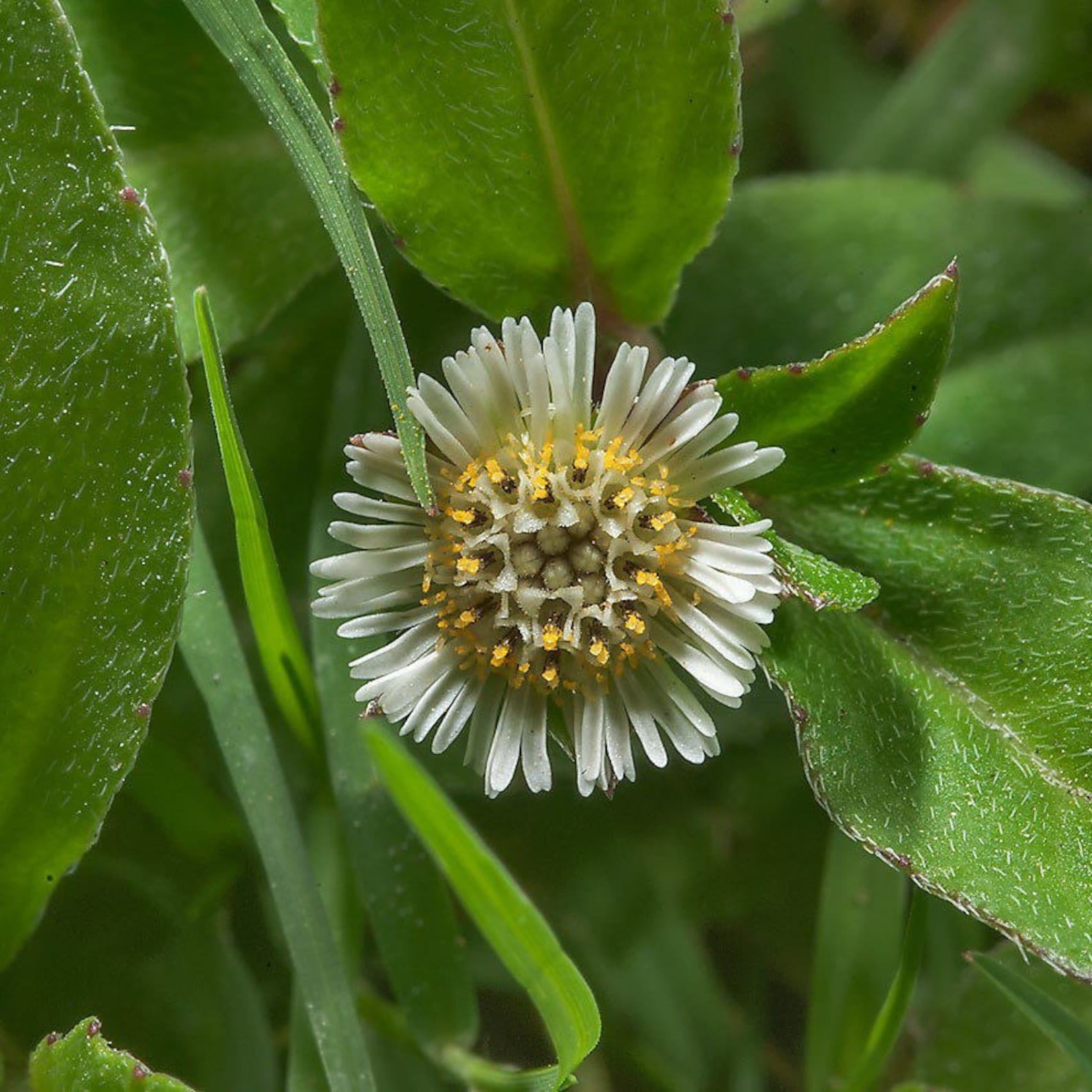 Eclipta Seeds eclipta Alba Packet of 10 Seeds Palm Beach - Etsy