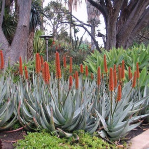 Fond of Stones Aloe Seeds (aloe Petricola) Packet of 10 Seeds - Palm ...