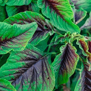 Red Callaloo Amaranth Seeds (amaranthus Tricolor) Packet of 30 Seeds ...