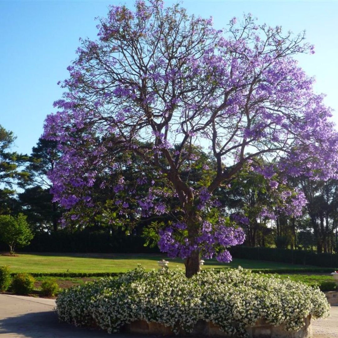 Jacaranda Seeds jacaranda Mimosifolia Packet of 10 Seeds Palm Beach ...