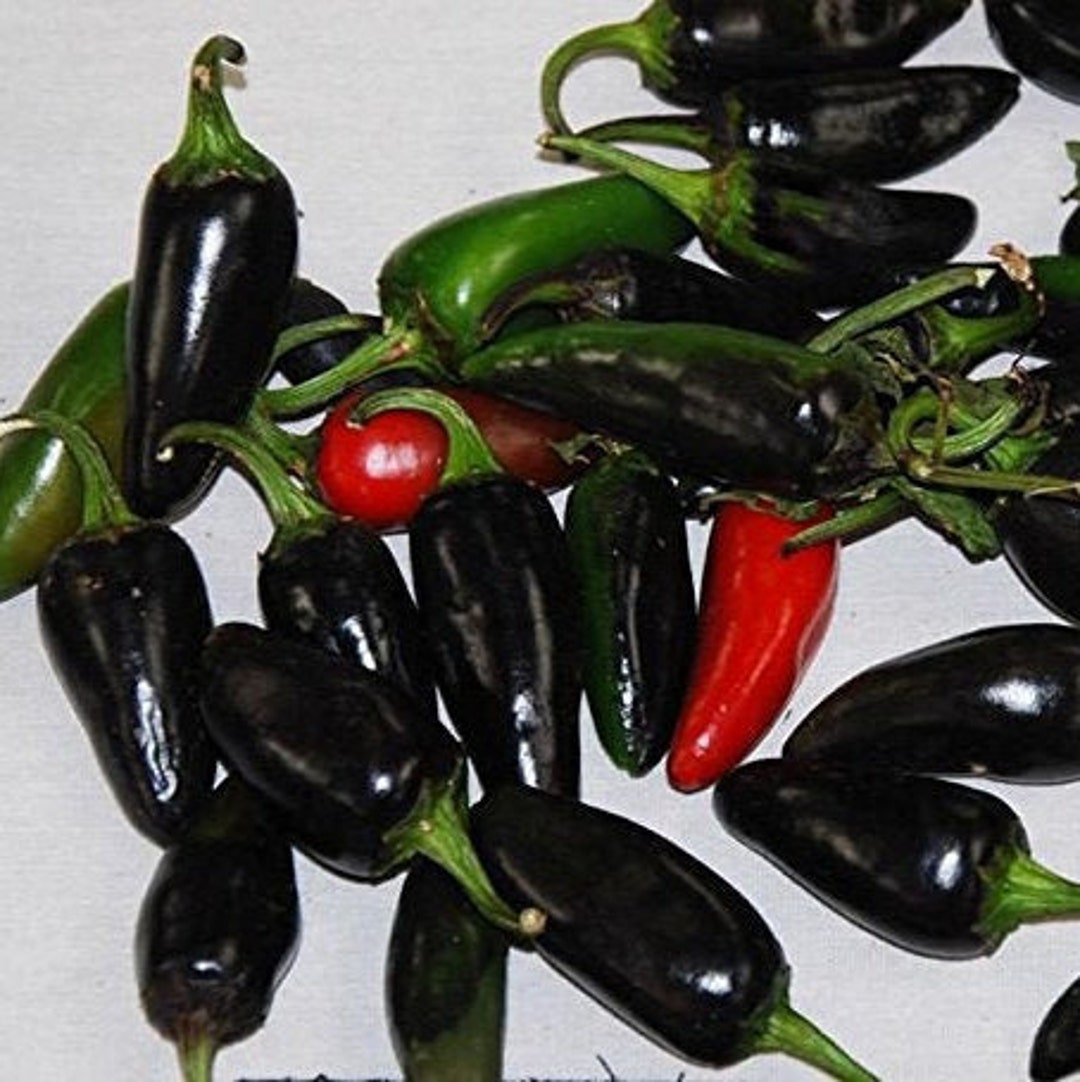 Purple Jalapeno Pepper Seeds - Packet of 5 Seeds - Palm Beach Seed ...