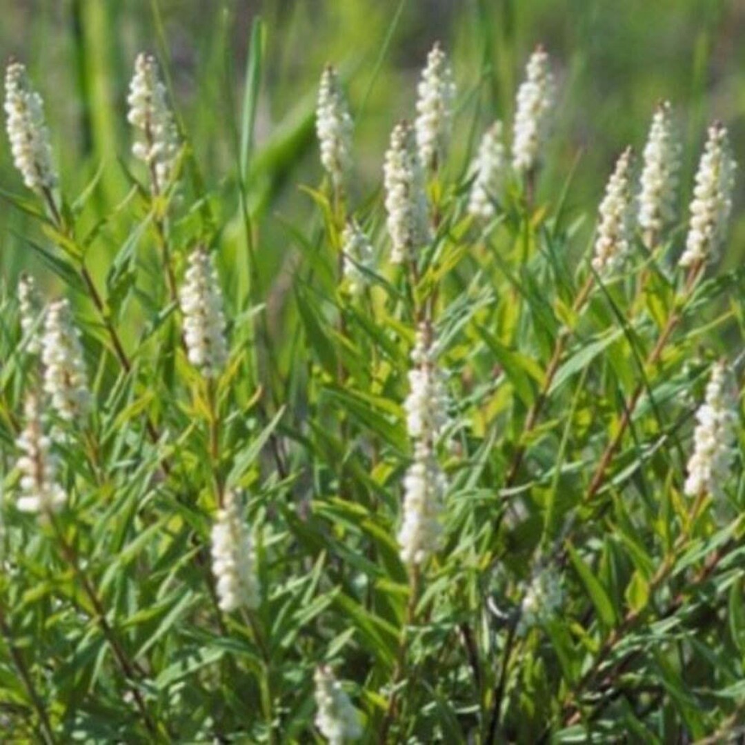 Senega Snakeroot Seeds (polygala Senega) Packet of 20 Seeds - Palm ...