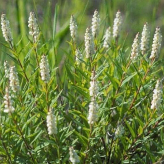 Senega Snakeroot Seeds polygala Senega Packet of 20 Seeds - Etsy