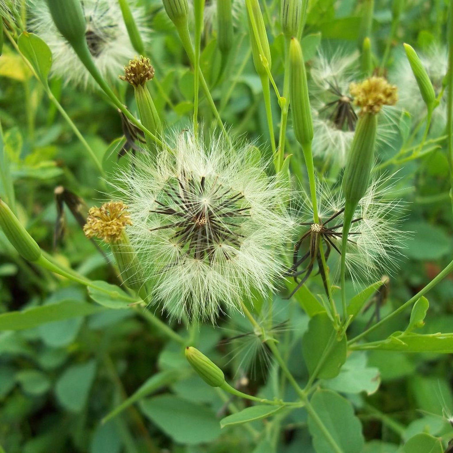 Quilquina Seeds porophyllum Ruderale Packet of 10 Seeds - Etsy