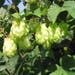 Hops Seeds humulus Lupulus 30 Seeds in Frozen Seed Capsules™ for Seed ...