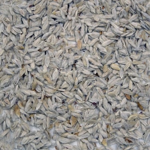 Ocotillo Seeds (fouquieria Splendens) Packet of 10 Seeds - Palm Beach ...