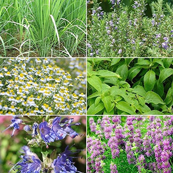 Herbal Tea Garden Seed Collection 6 Varieties of Rare Herb - Etsy