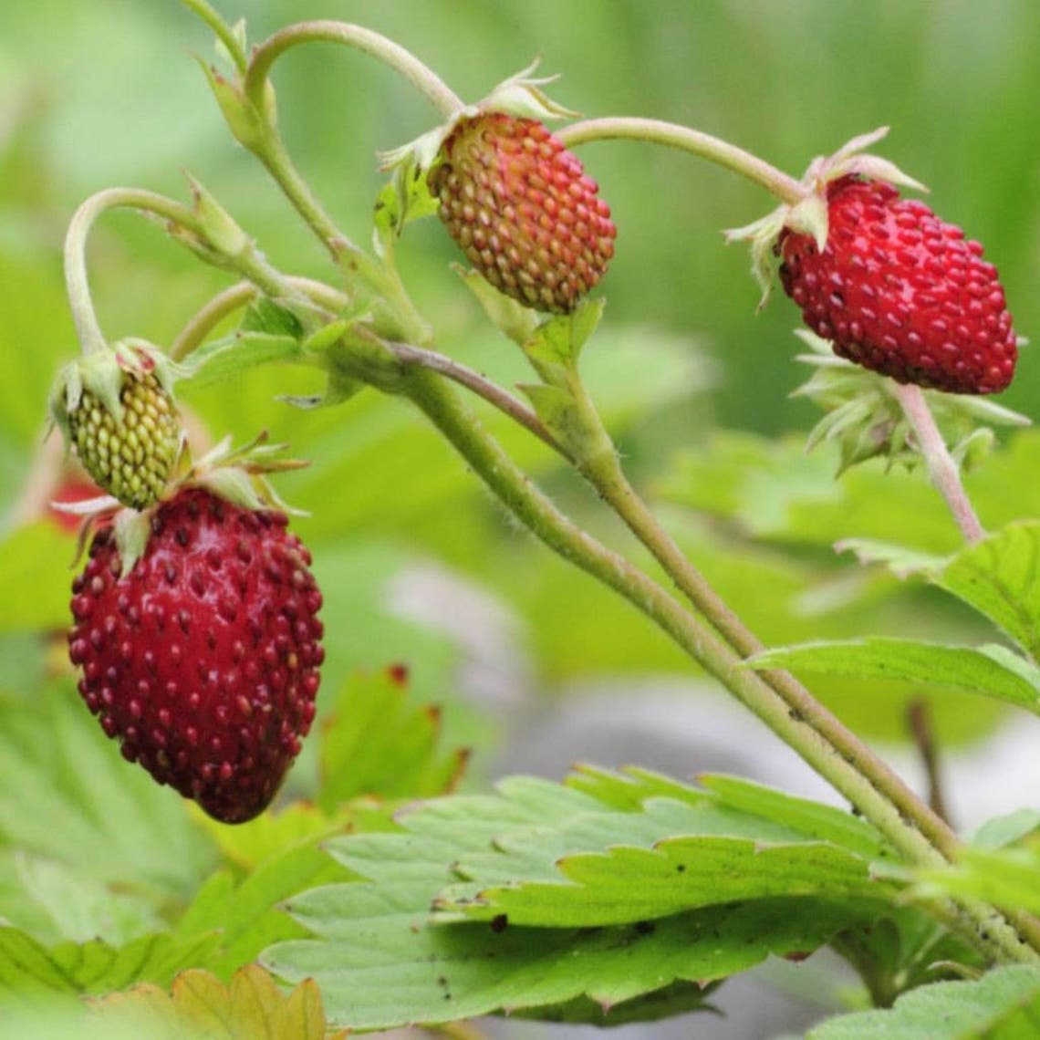 Alpine Strawberry Seeds fragaria Vesca 'ruegen' 20 - Etsy