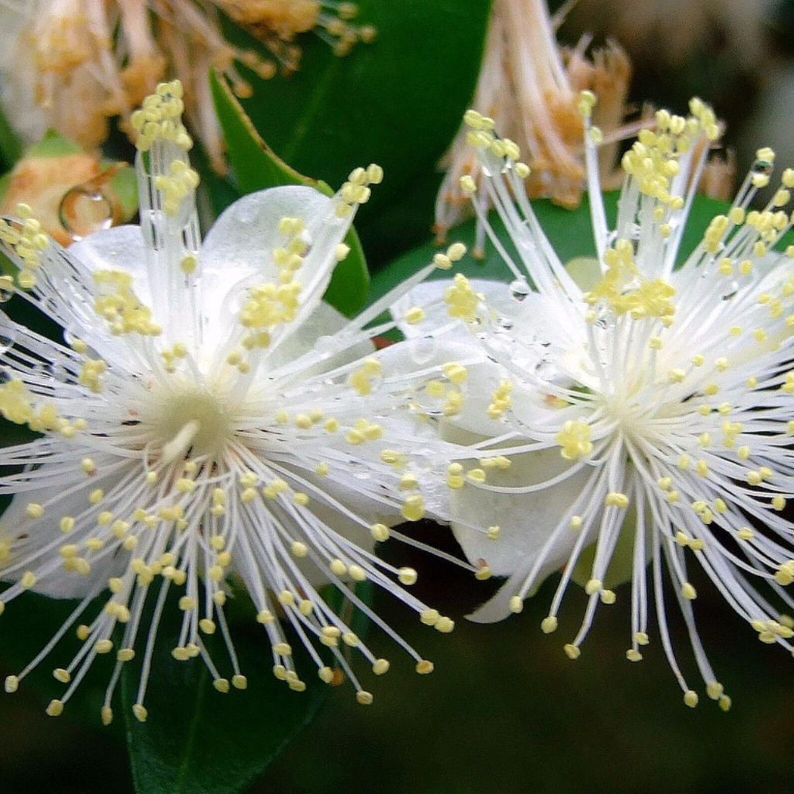 Greek Myrtle Seeds (myrtus Communis) 20+ Seeds in Frozen Seed Capsules ...