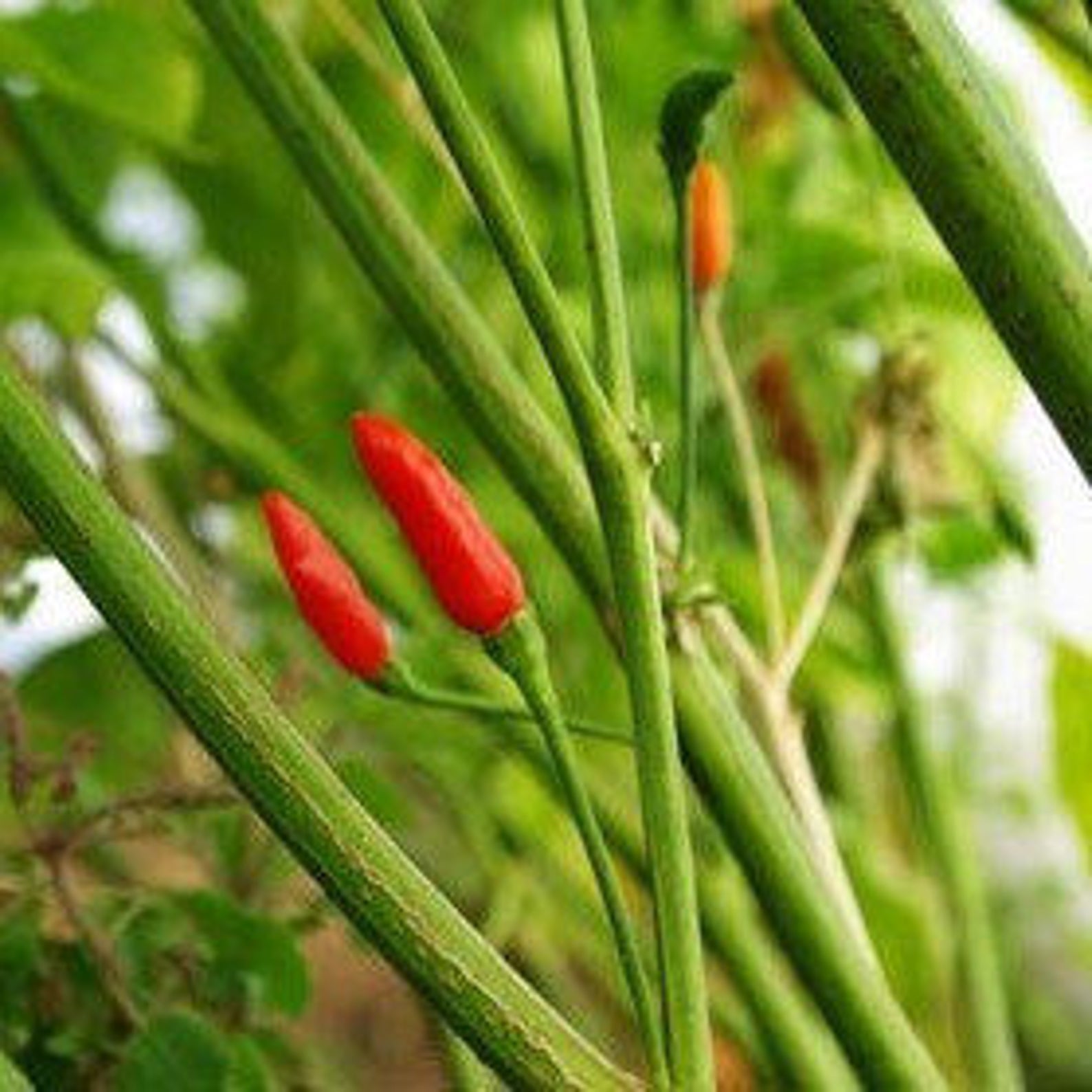 African Bird Pepper Seeds capsicum Frutescens Packet of 20 | Etsy