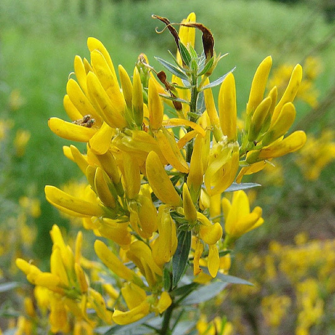 Dyer's Broom Seeds (genista Tinctoria) 10+ Seeds in Frozen Seed ...