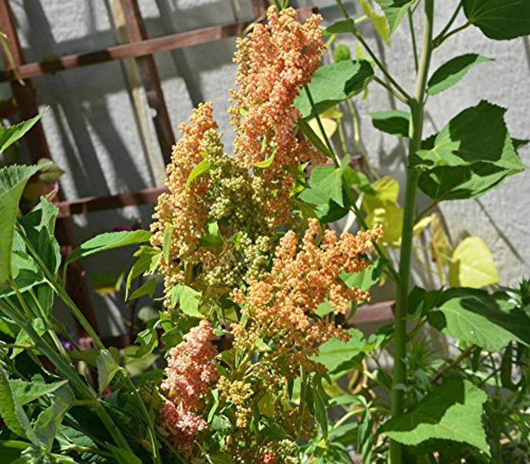 Brilliant Rainbow Quinoa Seeds (chenopodium Quinoa) Packet of 50 Seeds ...