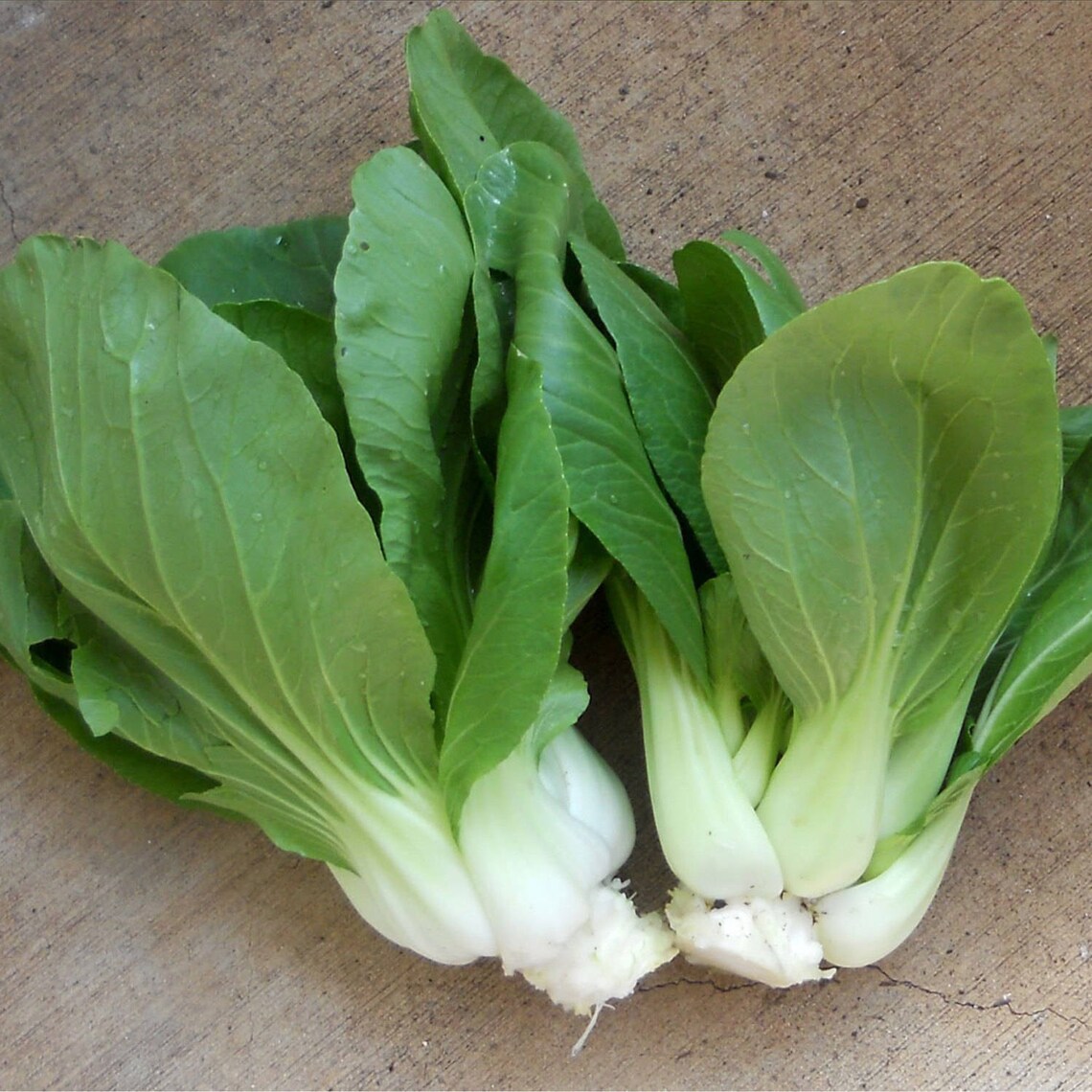 Ching Chang Bok Choy Seeds 30 Rare Seeds in Frozen Seed - Etsy
