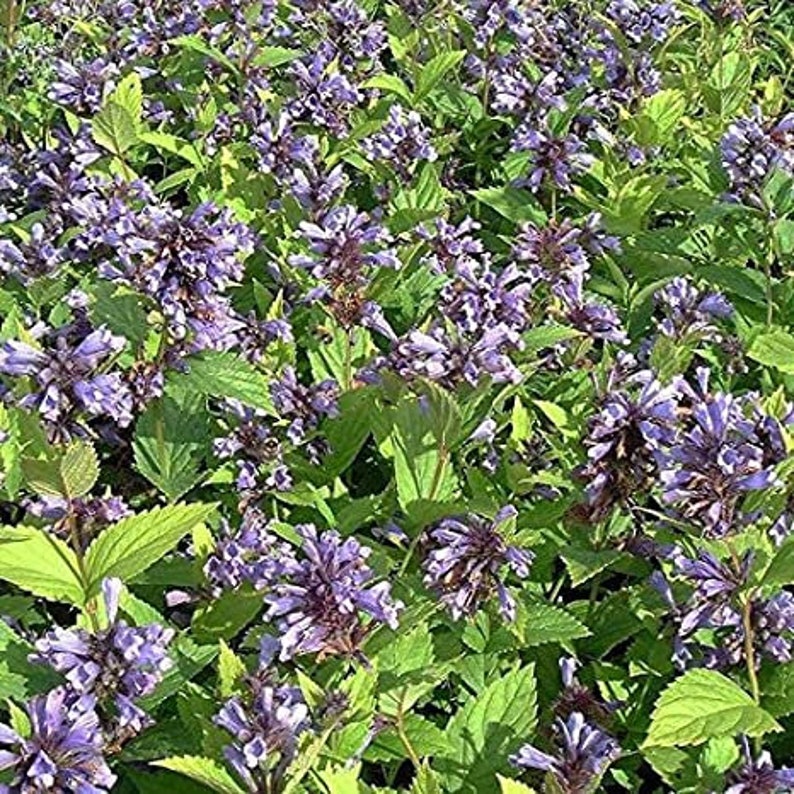Catmint Seeds nepeta Mussinii Packet of 50 Seeds Palm Beach Seed ...