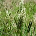 Vanilla Grass Seeds anthoxanthum Odoratum Packet of 20 Seeds Palm Beach ...