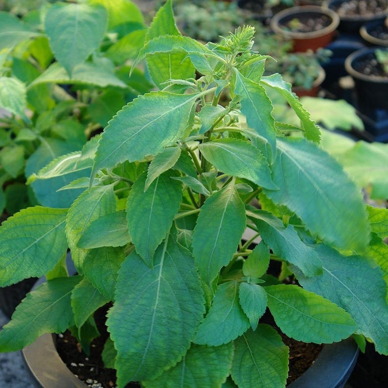 African Tree Basil Seeds ocimum Gratissimum 50 Seeds in - Etsy