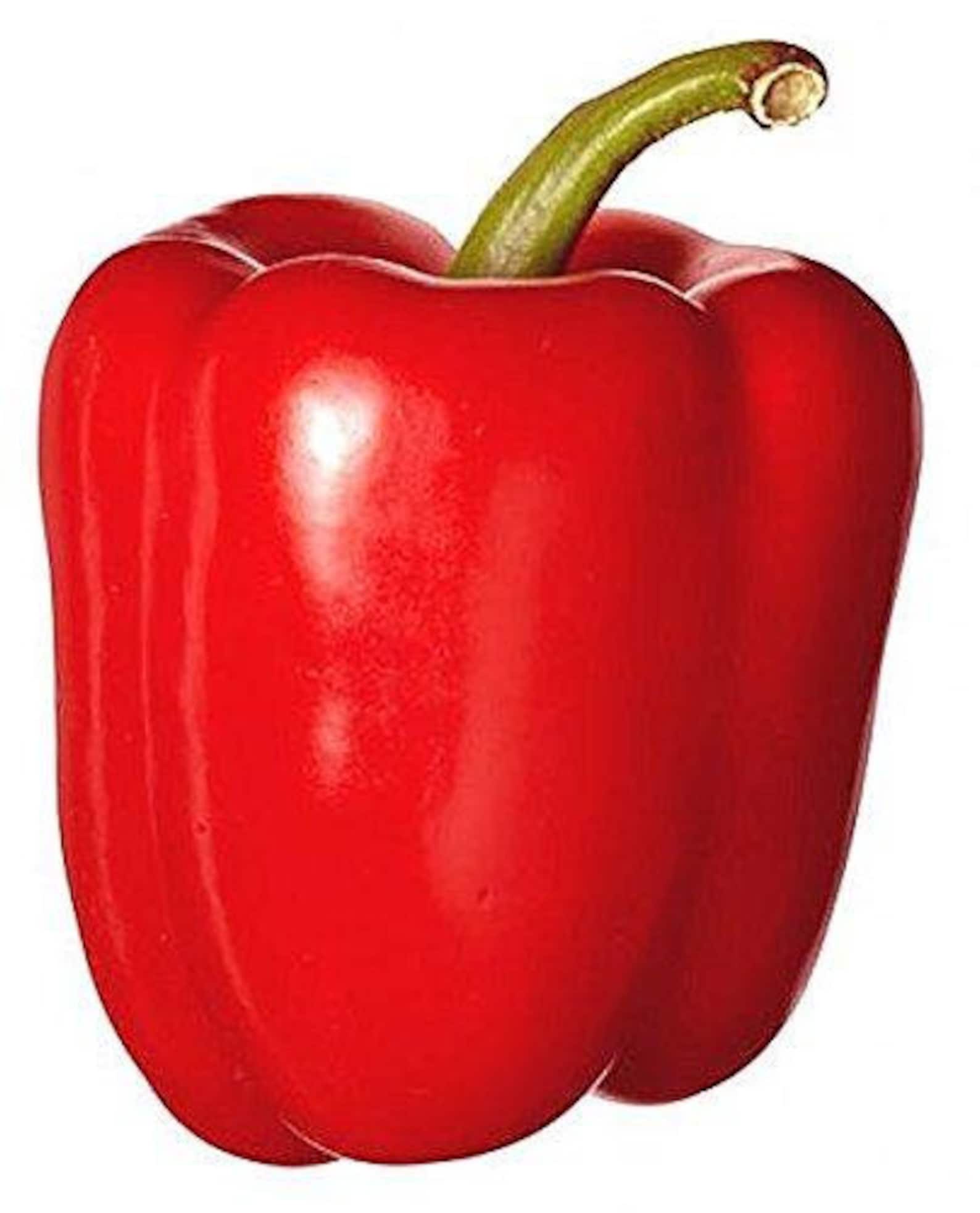 Big Red Bell Pepper Seeds Packet of 10 Seeds Palm Beach Seed Company - Etsy
