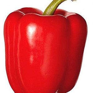 Big Red Bell Pepper Seeds - 10+ Seeds in Frozen Seed Capsules™ for Seed ...