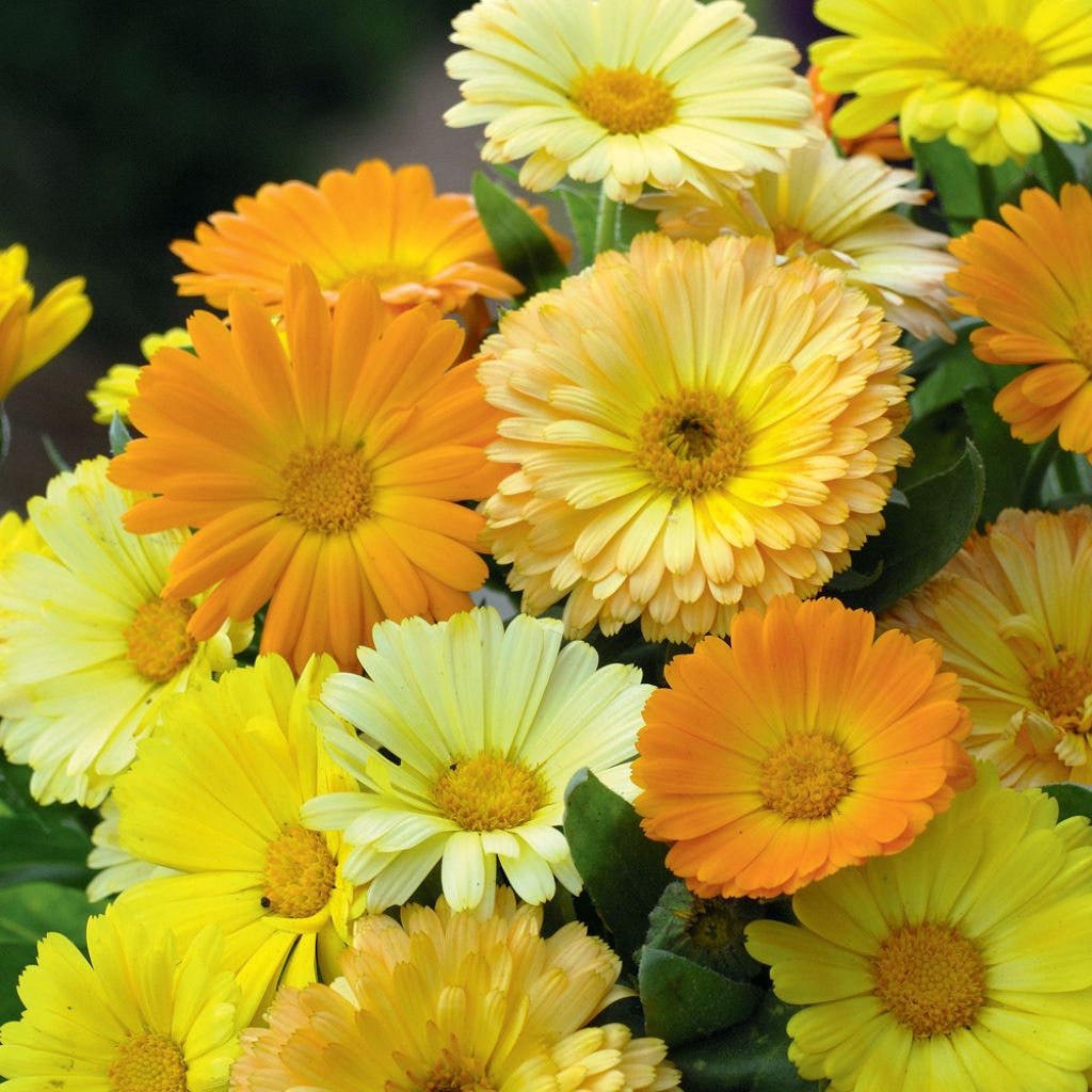 Mixed Calendula Seeds (calendula Officinalis) Packet of 20 Seeds - Palm ...