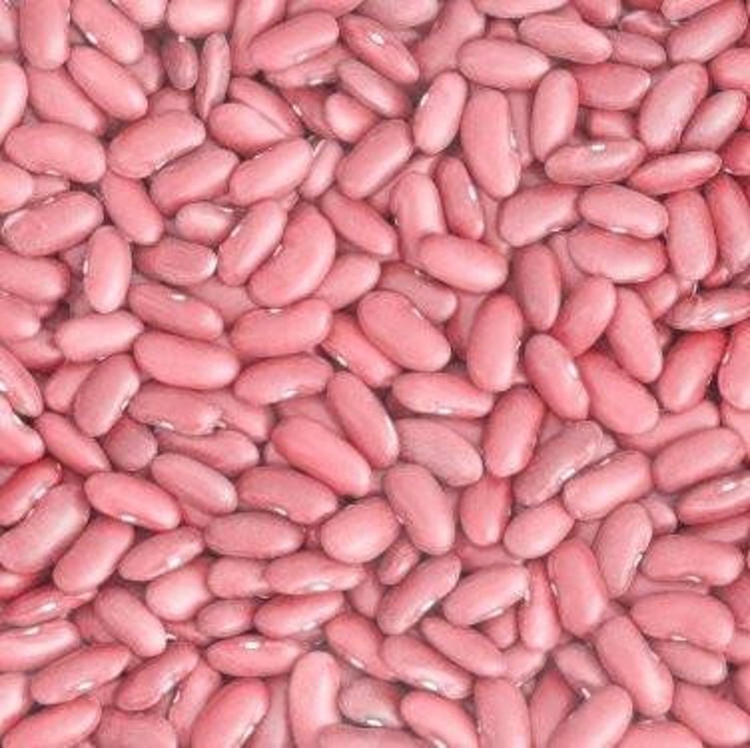 Rajama Indian Pink Bean Seeds (phaseolus Vulgaris) Packet of 10 Seeds ...