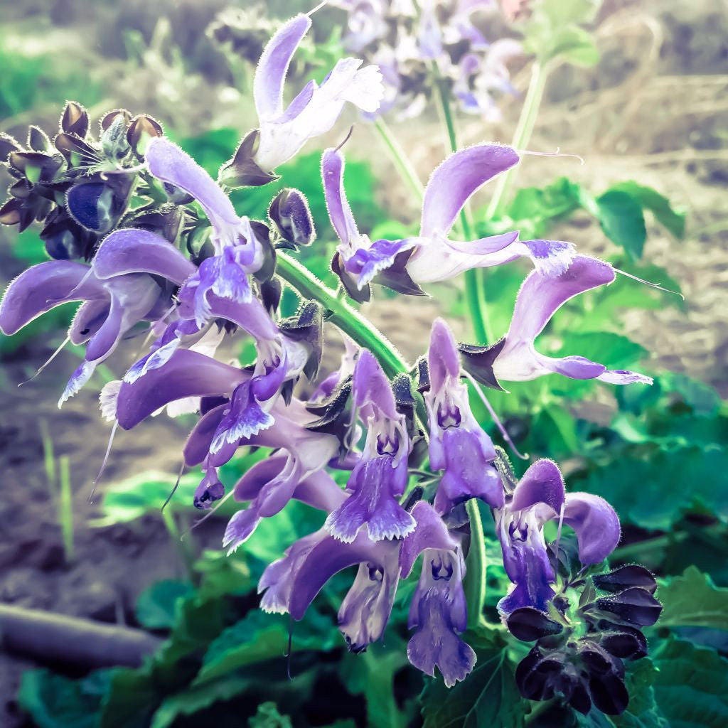 Red Sage Seeds (salvia Miltiorrhiza) Packet of 30 Seeds - Palm Beach ...
