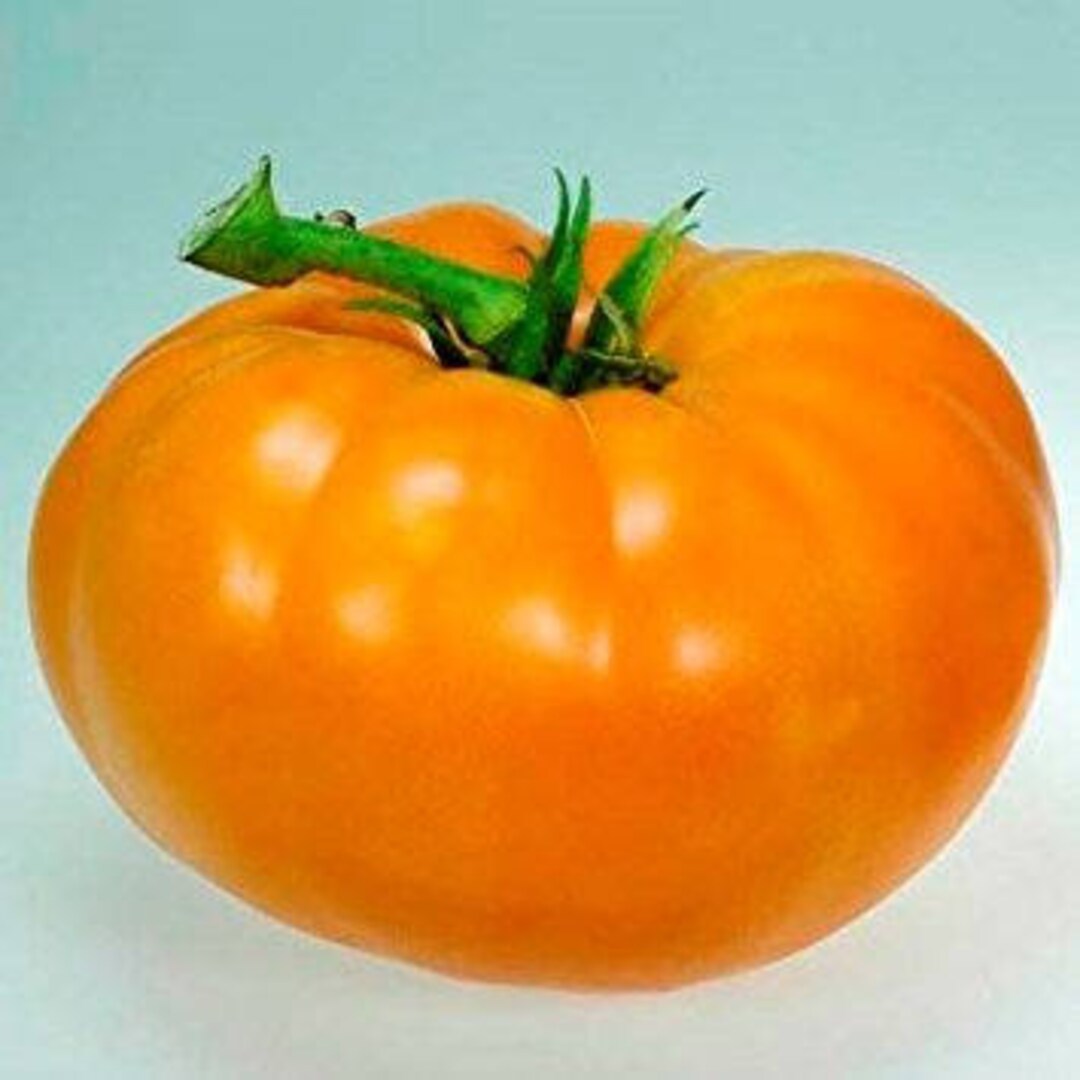 Amana Orange Tomato Seeds - Packet of 10 Seeds - Palm Beach Seed ...