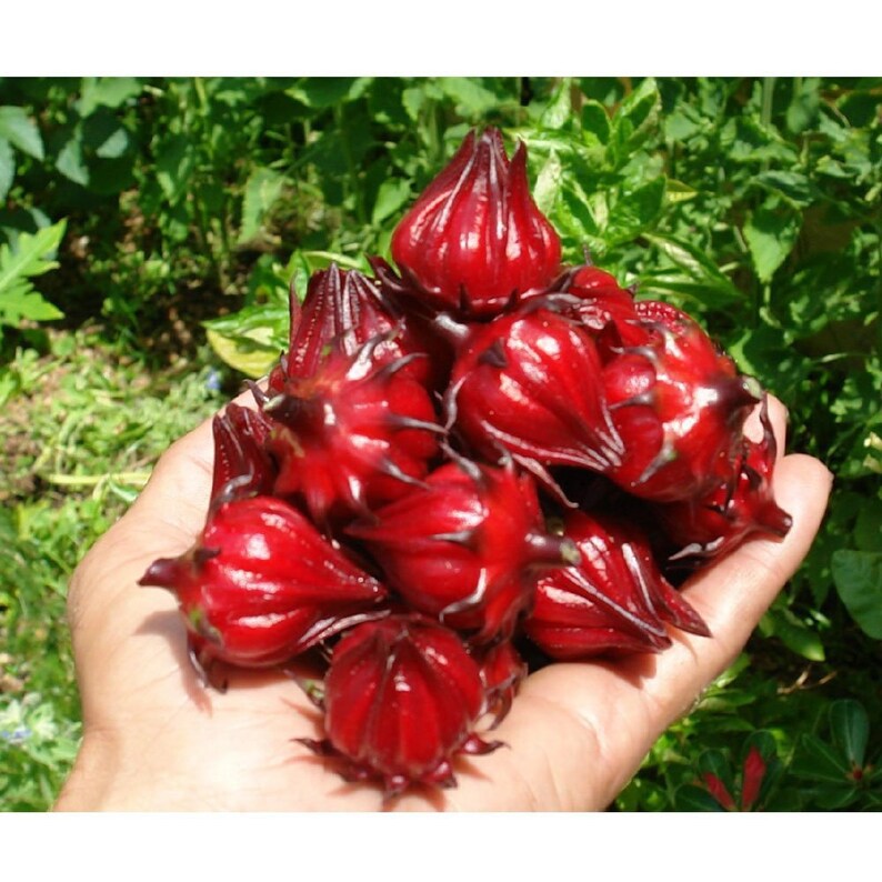 Red Roselle hibiscus Sabdariffa 50 Seeds Heirloom | Etsy