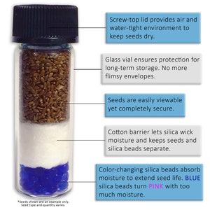 Duborskian Rice Seeds - 30+ Seeds in Frozen Seed Capsules™ for Seed ...