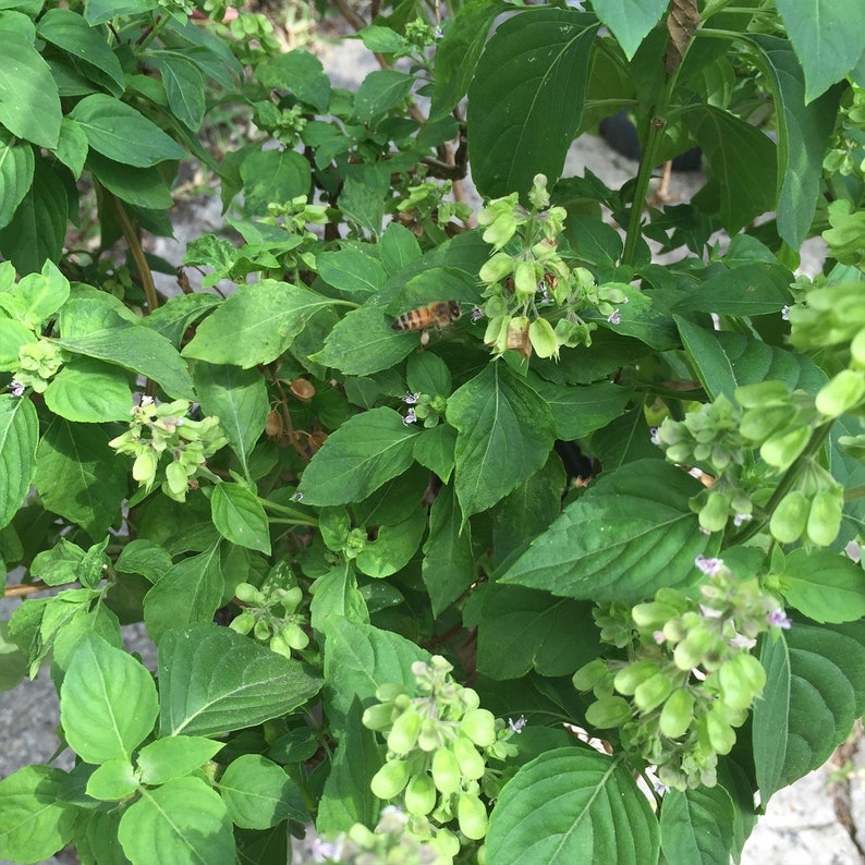 Peruvian Basil Seeds ocimum Micranthum Packet of 100 Seeds | Etsy