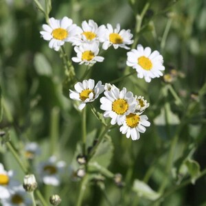 Costmary Seeds (tanacetum Balsamita) 20+ Seeds in Frozen Seed Capsules ...