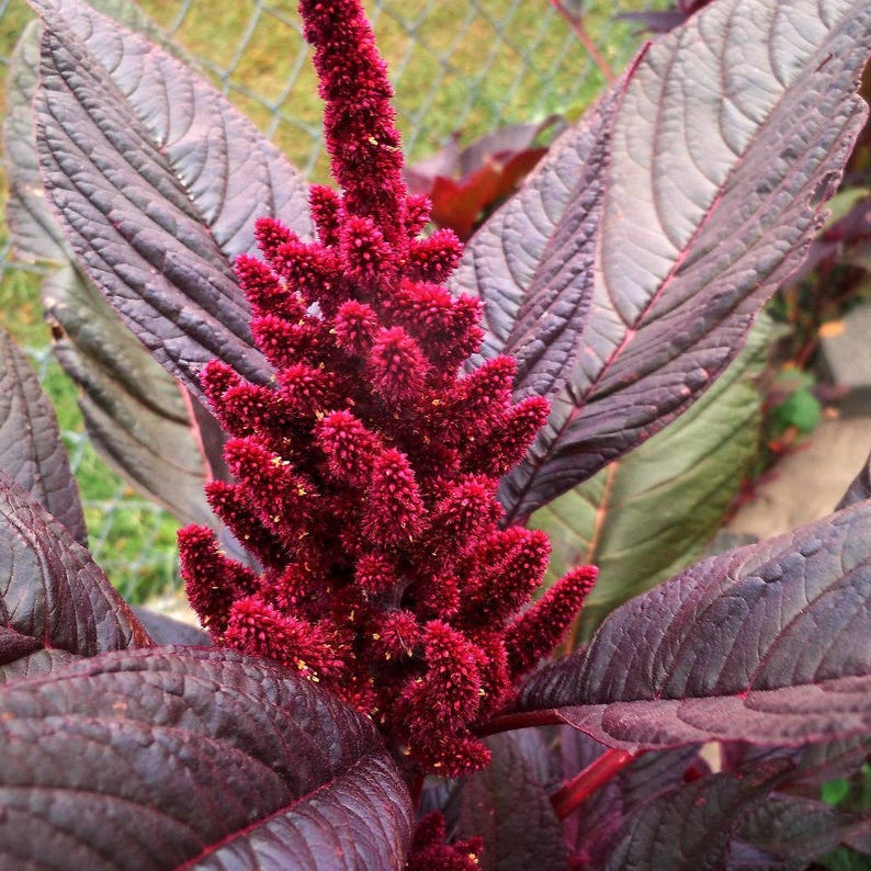 Hopi Red Dye Amaranth Seeds (amaranthus Cruentus X A. Powellii) Packet ...