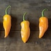 Golden Ghost Pepper Seeds (capsicum Chinense) Packet of 10 Seeds - Palm ...