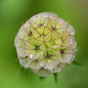 Paper Moon Starflower Seeds (scabiosa Stellata) Packet of 40 Seeds ...