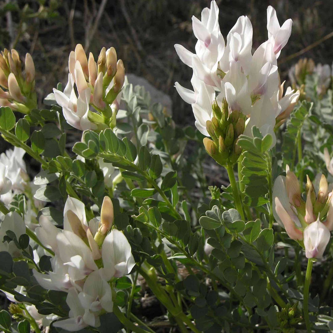 Astragalus Seeds (astragalus Membranaceus) 50+ Seeds in Frozen Seed ...
