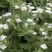Sweet Cicely Seeds (myrrhis Odorata) Packet of 10 Seeds - Palm Beach ...