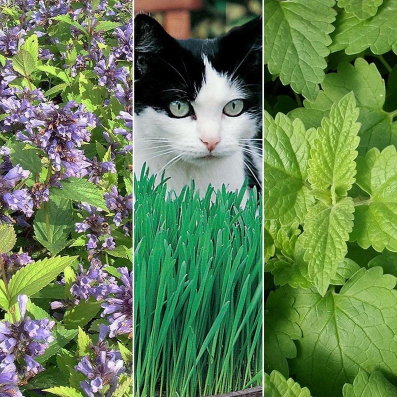 Cat Plant Seed Collection 3 Pack Variety of Seeds for Your - Etsy