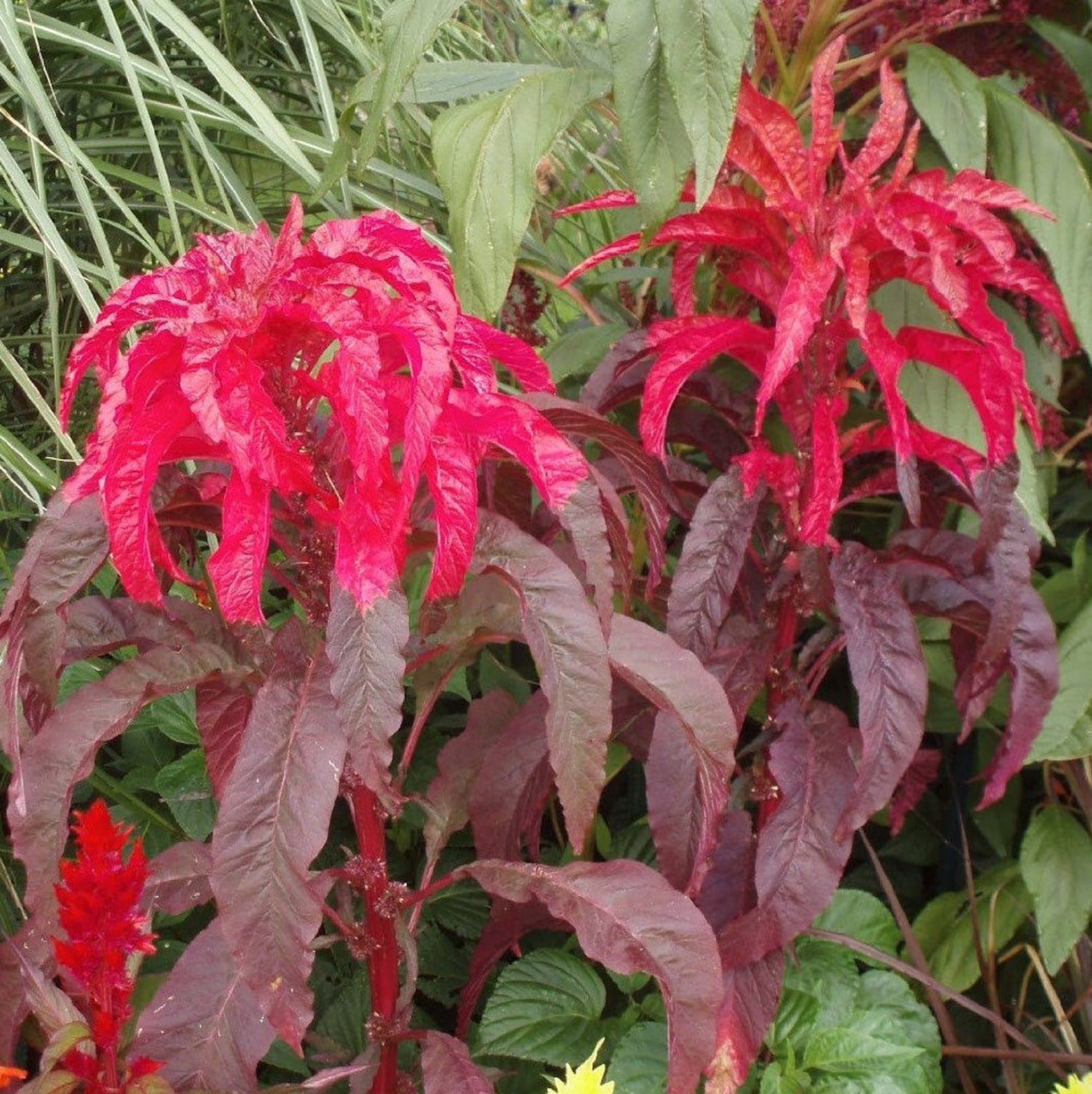 Molten Fire Amaranth Seeds Seeds (amaranth Seedsus Bicolor) Packet of ...