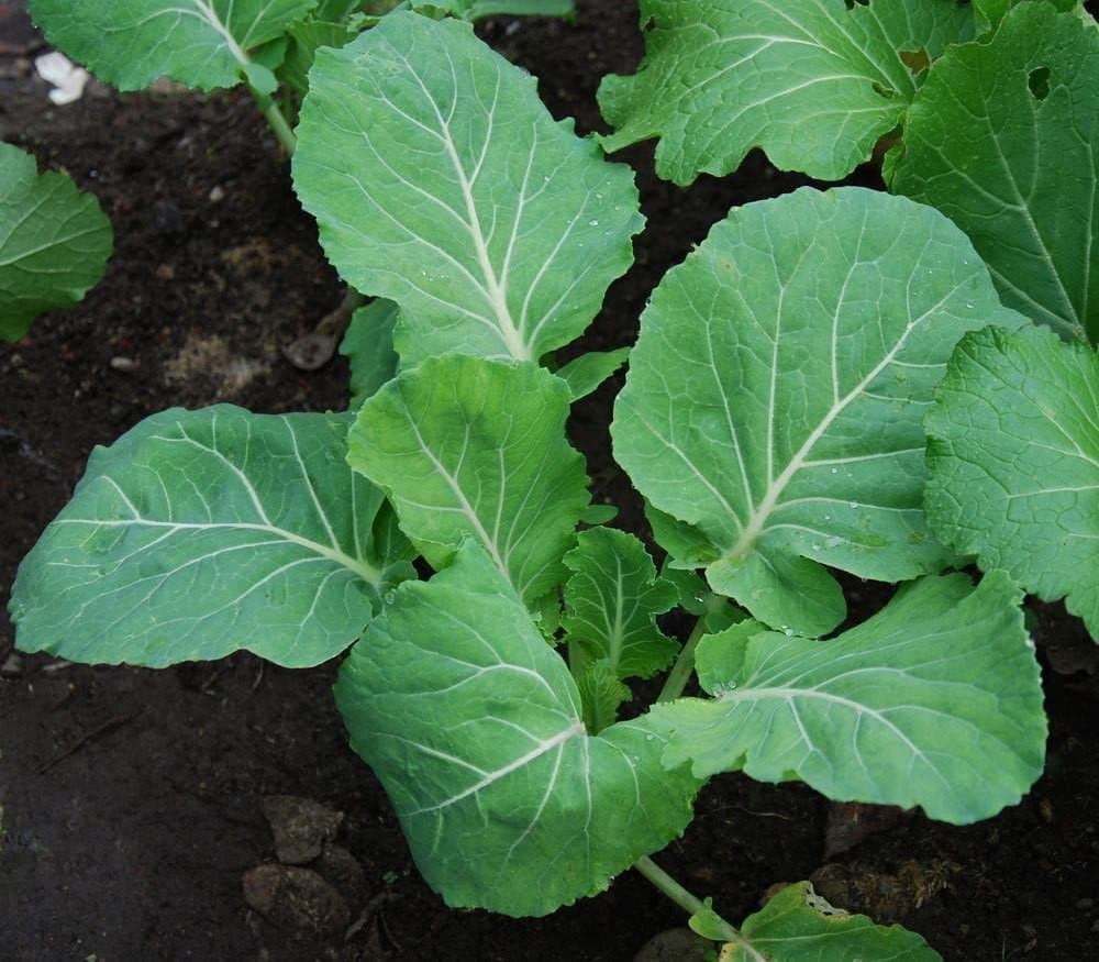 Couve Tronchuda Kale Seeds - Packet of 50 Seeds - Palm Beach Seed ...