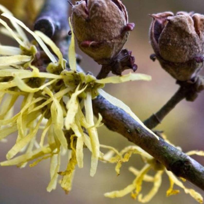 Witch Hazel Seeds (hamamelis Virginiana) Packet of 10 Seeds - Palm ...
