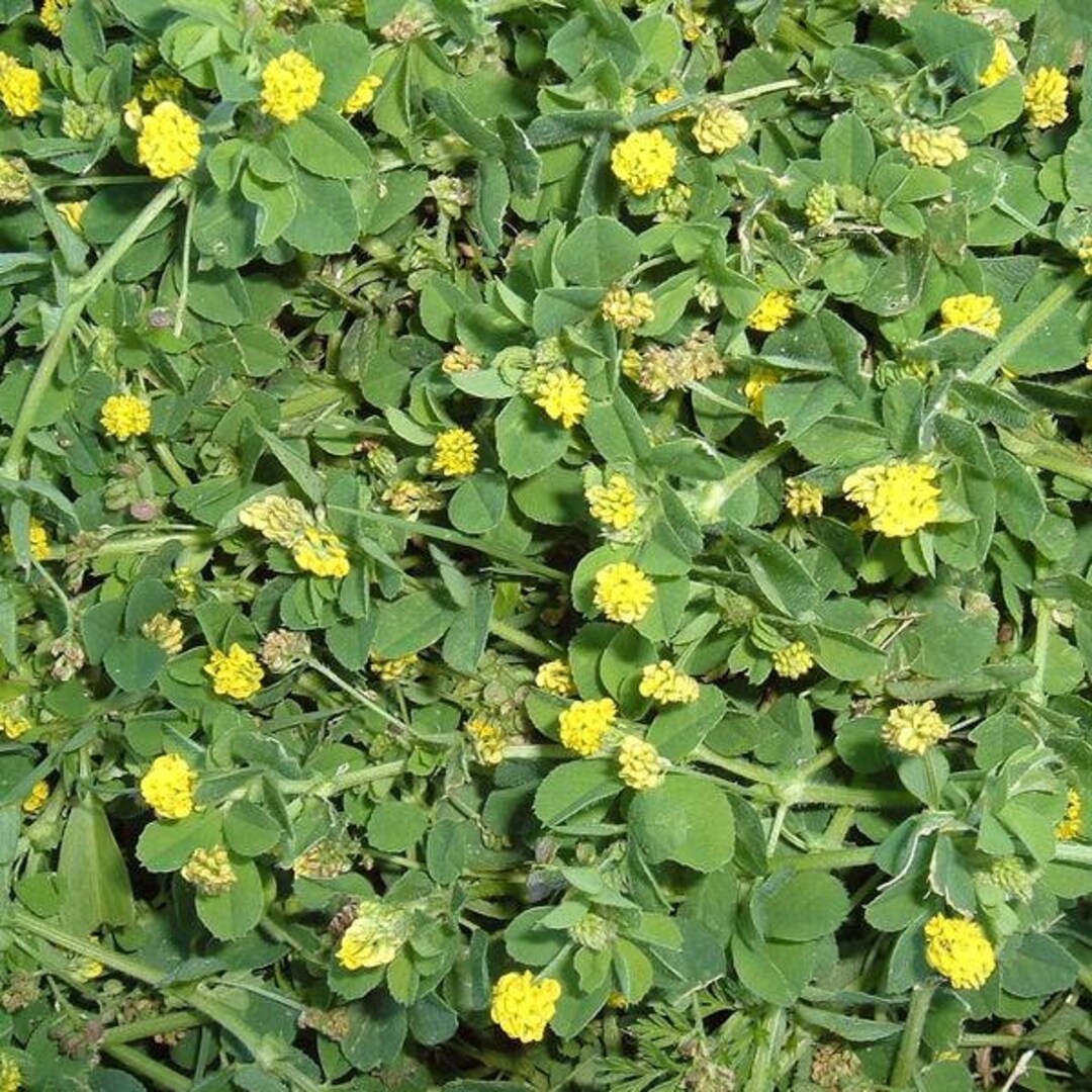 Black Medic Seeds medicago Lupulina Packet of 30 Seeds - Etsy