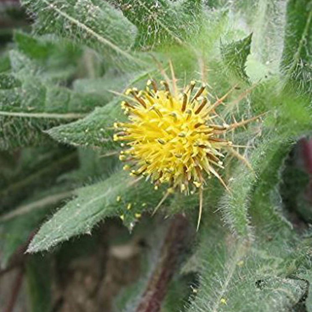Blessed Holy Thistle Seeds (cnicus Benedictus) 10+ Seeds in Frozen Seed ...