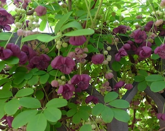 Chocolate Vine Akebia Quinata Plant - Etsy