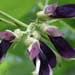 Velvet Bean Seeds (mucuna Pruriens) Packet of 5 Seeds - Palm Beach Seed ...