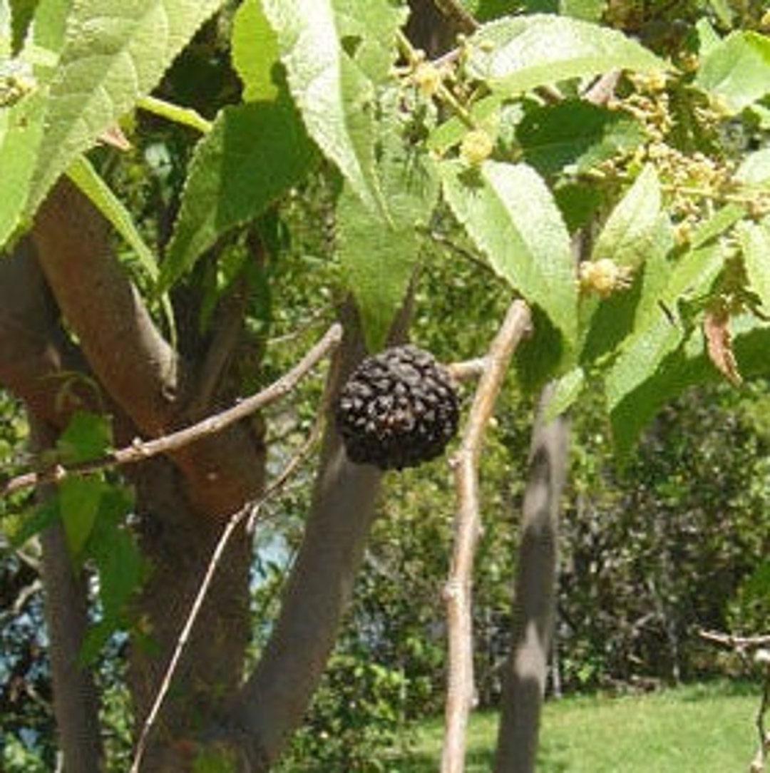 West Indian Elm Seeds (guazuma Ulmifolia) Packet of 5 Seeds - Palm ...