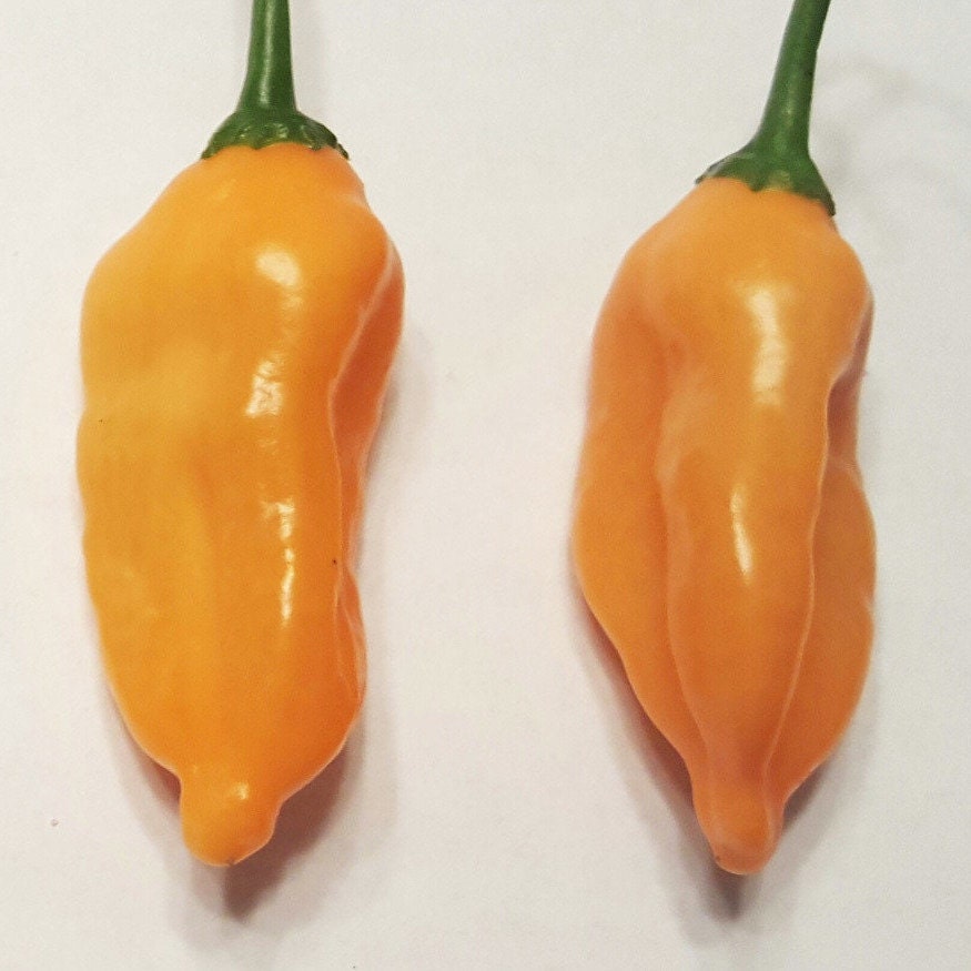 Aji Mango Pepper Seeds Packet of 5 Seeds Palm Beach Seed - Etsy