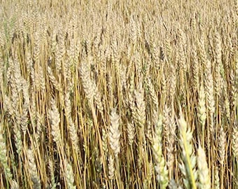 White Proso Millet Heirloom Seeds Panicum Miliaceum C8 - Etsy