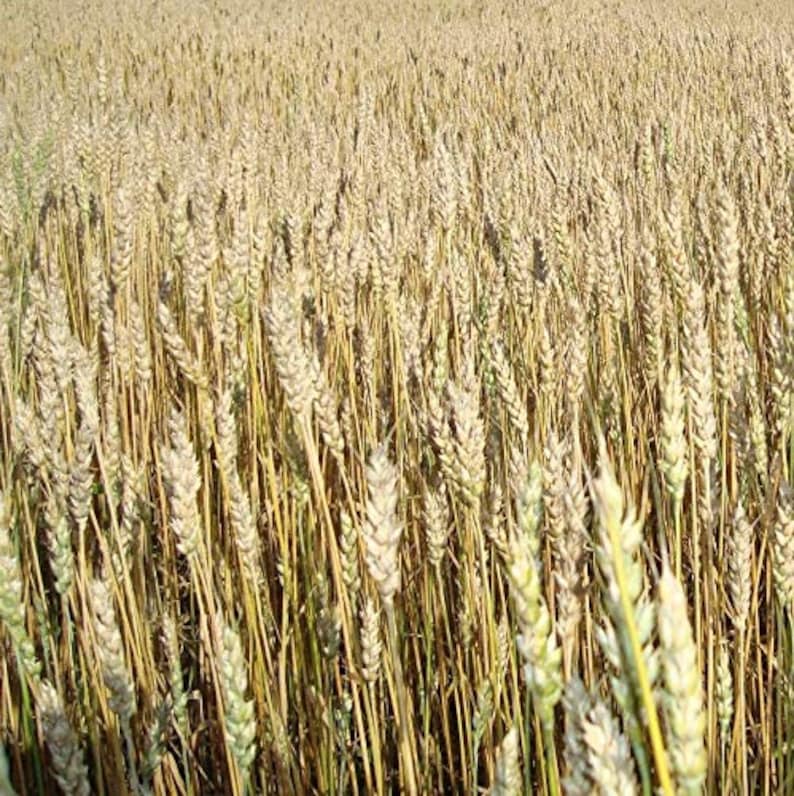 Red Fife Wheat Seeds Packet of 20 Seeds Palm Beach Seed Company - Etsy