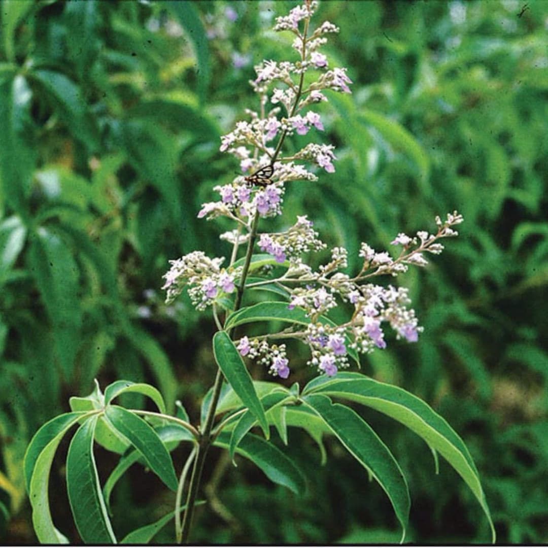 Chinese Chastetree Seeds (vitex Negundo) 10+ Rare Medicinal Herb Seeds ...