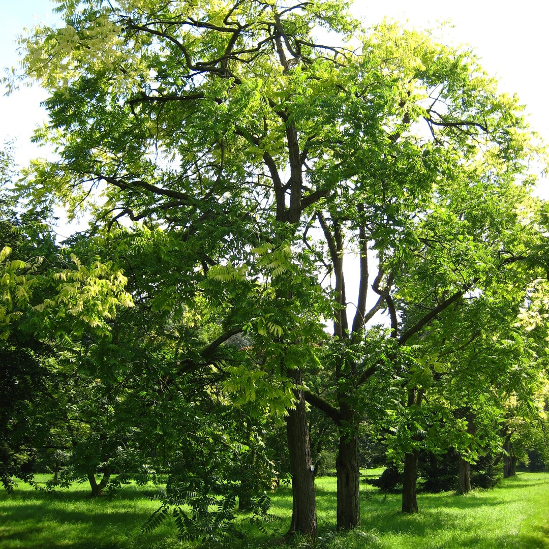 Chinese Toon Seeds (toona Sinensis) Packet of 20 Rare Seeds- Palm Beach ...