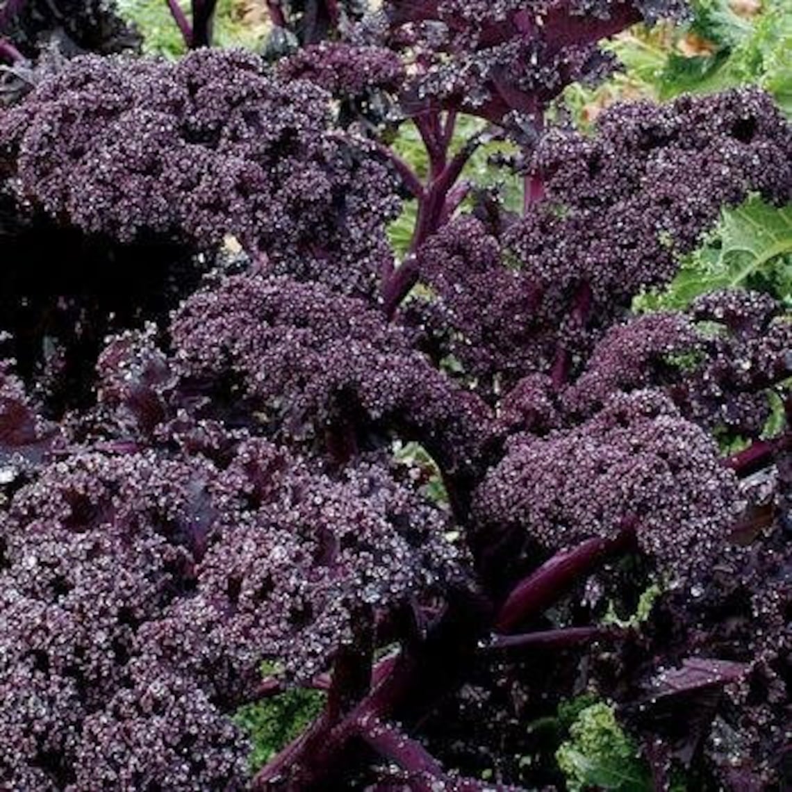 Redbor Kale Seeds Brassica oleracea Packet of 20 Seeds | Etsy